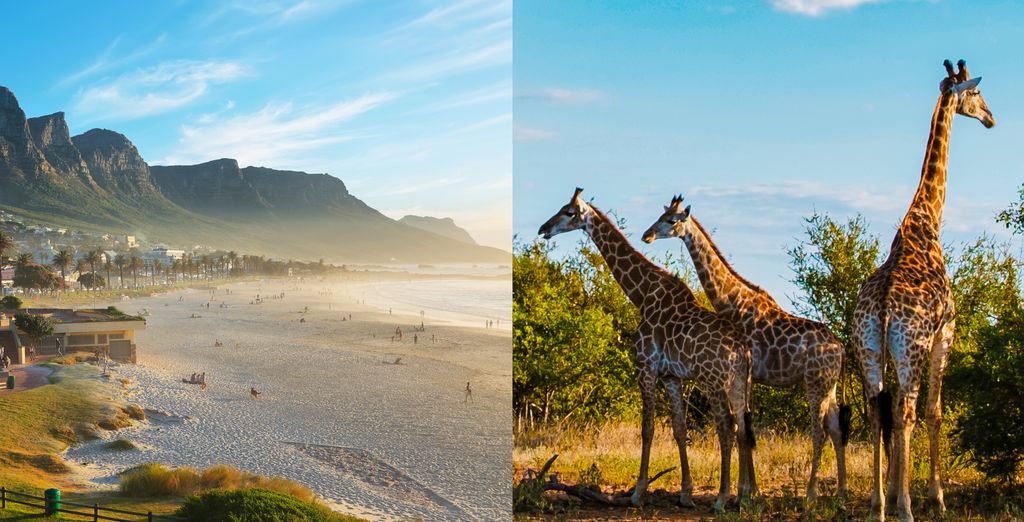Radisson Hotel Cape Town 4* & Radisson Safari Hotel Hoedspruit 4* - Le ...